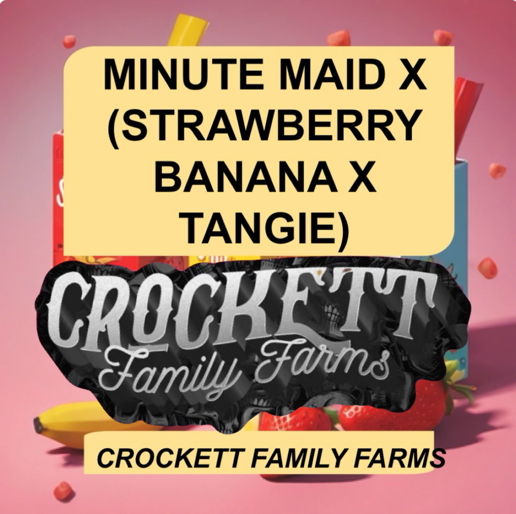 MINUTE MAID X (STRAWBERRY BANANA X TANGIE) - CROCKETT FAMILY FARMS