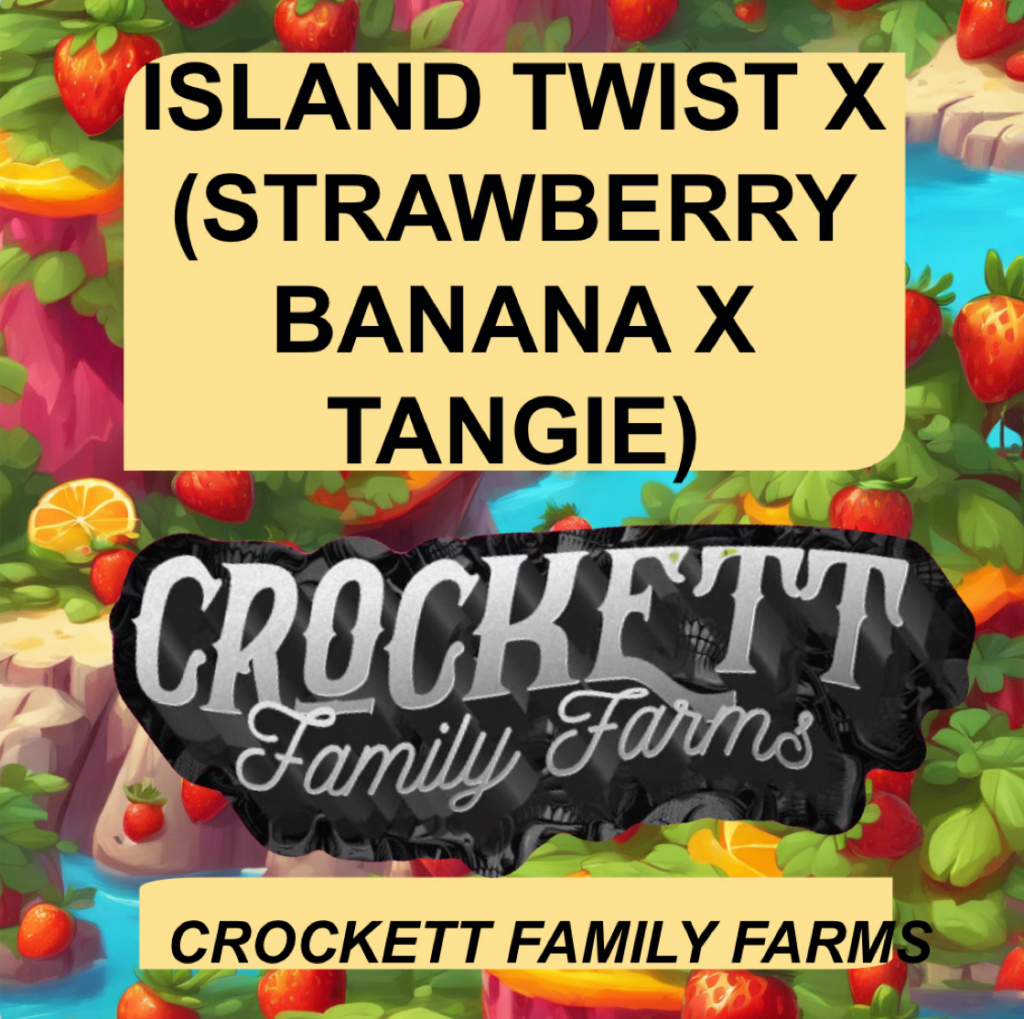 ISLAND TWIST X (STRAWBERRY BANANA X TANGIE) - CROCKETT FAMILY FARMS