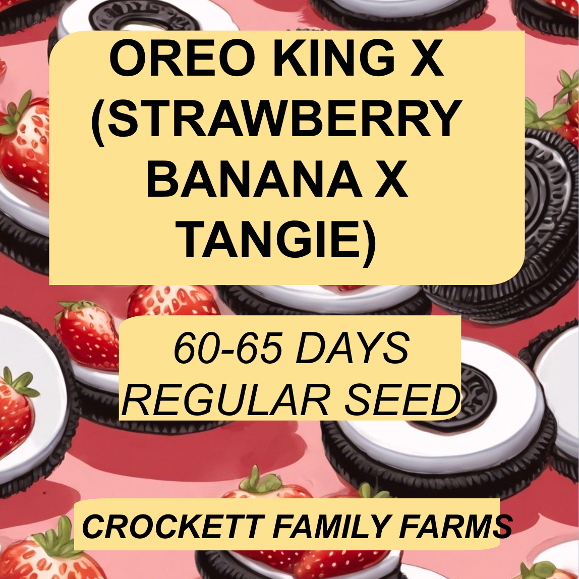 OREO KING X (STRAWBERRY BANANA X TANGIE) - CROCKETT FAMILY FARMS