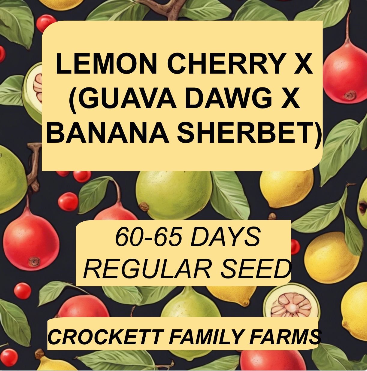 LEMON CHERRY X (GUAVA DAWG X BANANA SHERBET) - CROCKETT FAMILY FARMS