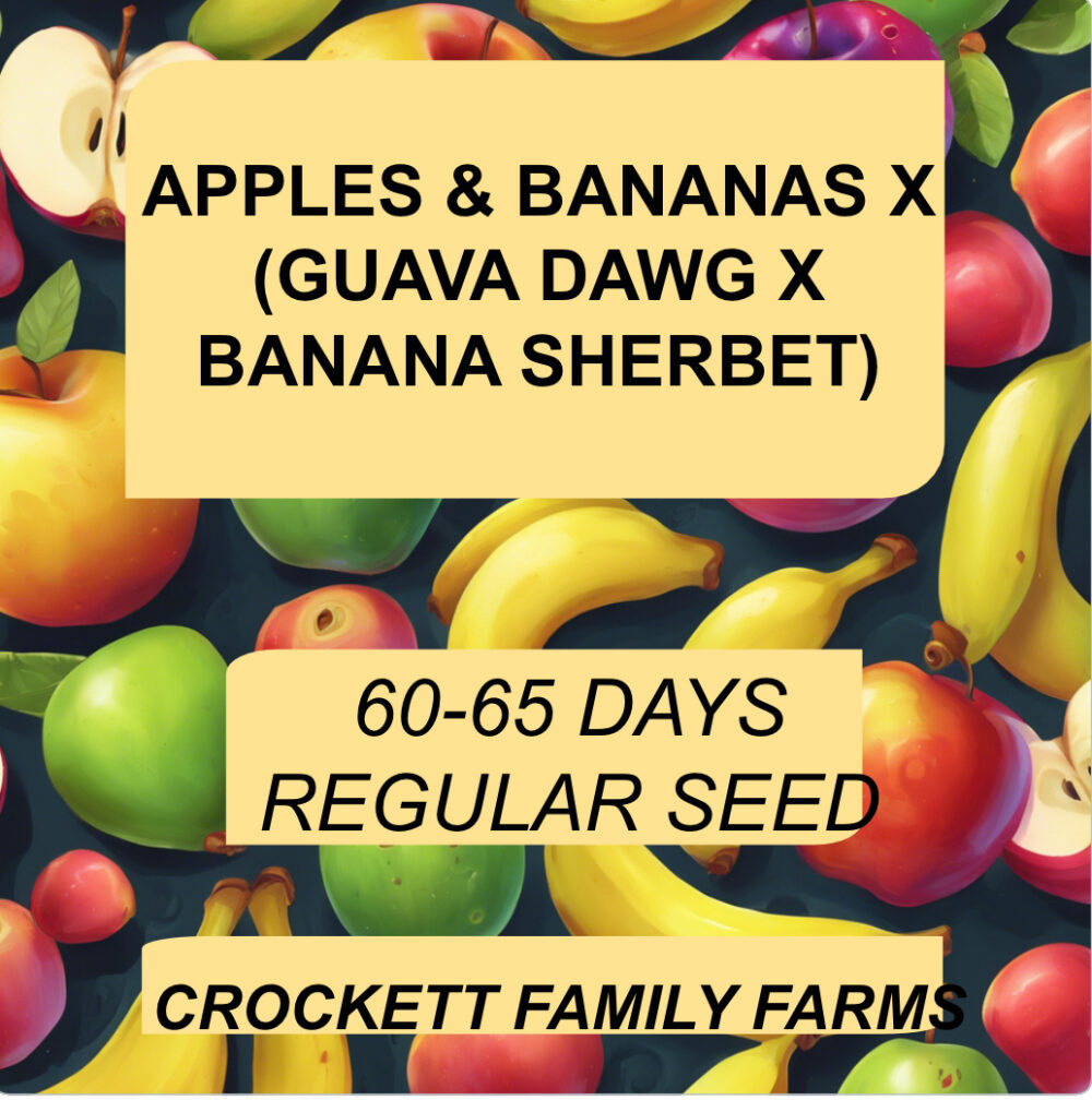 APPLES & BANANAS X (GUAVA DAWG X BANANA SHERBET) - CROCKETT FAMILY FARMS APPLES & BANANAS X (GUAVA DAWG X BANANA SHERBET) - CROCKETT FAMILY FARMS