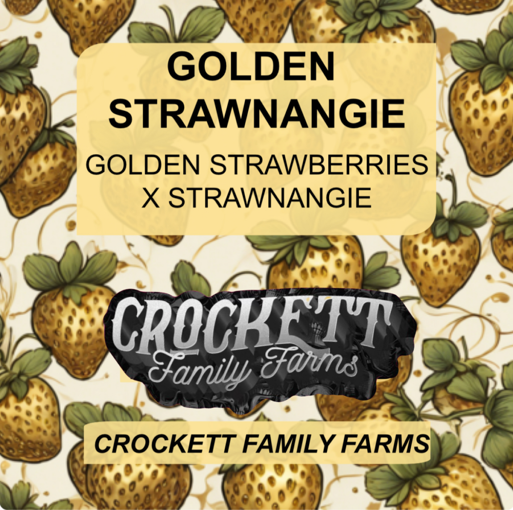 GOLDEN STRAWNANGIE - CROCKETT FAMILY FARMS