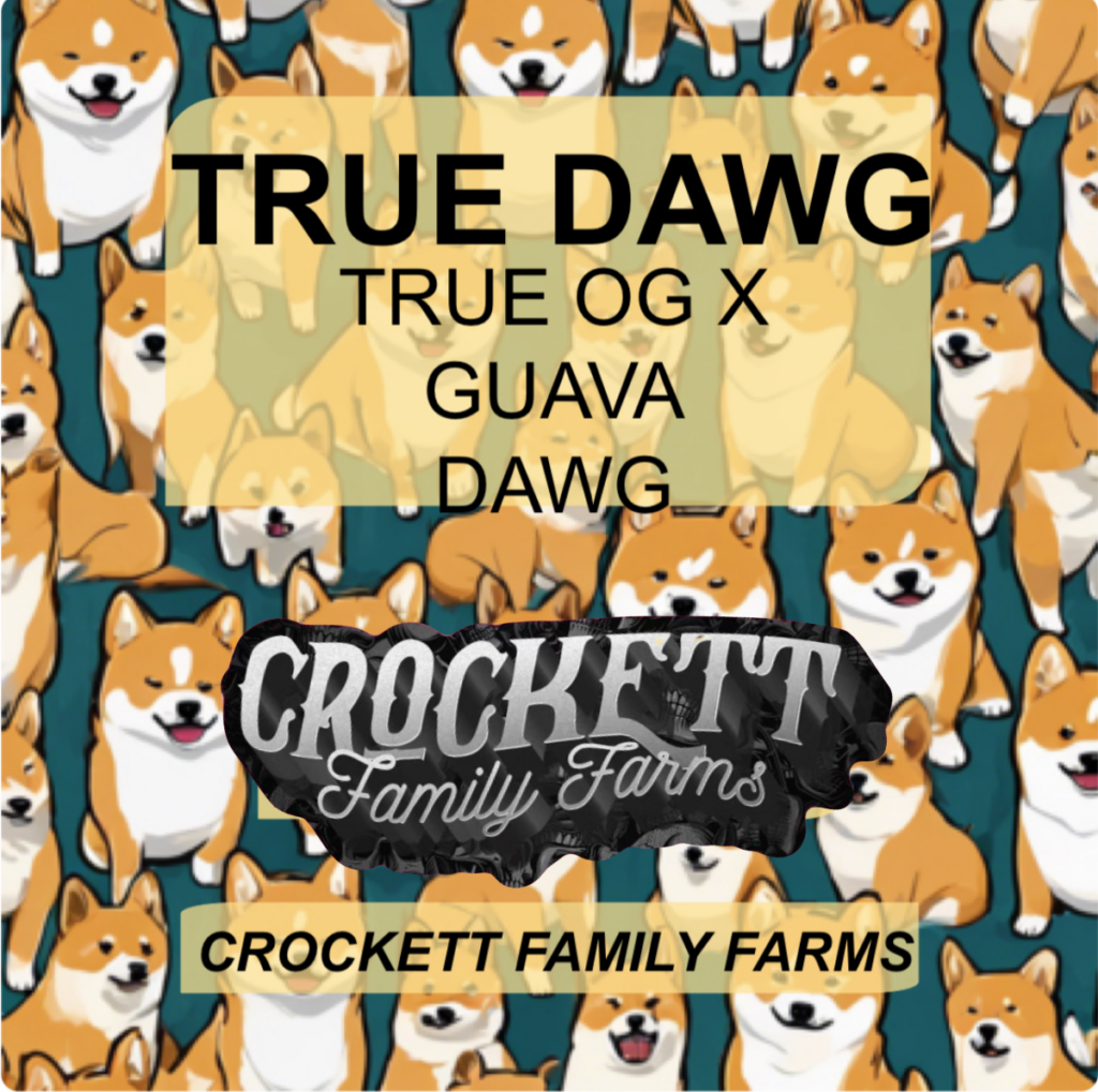 TRUE DAWG - CROCKETT FAMILY FARMS