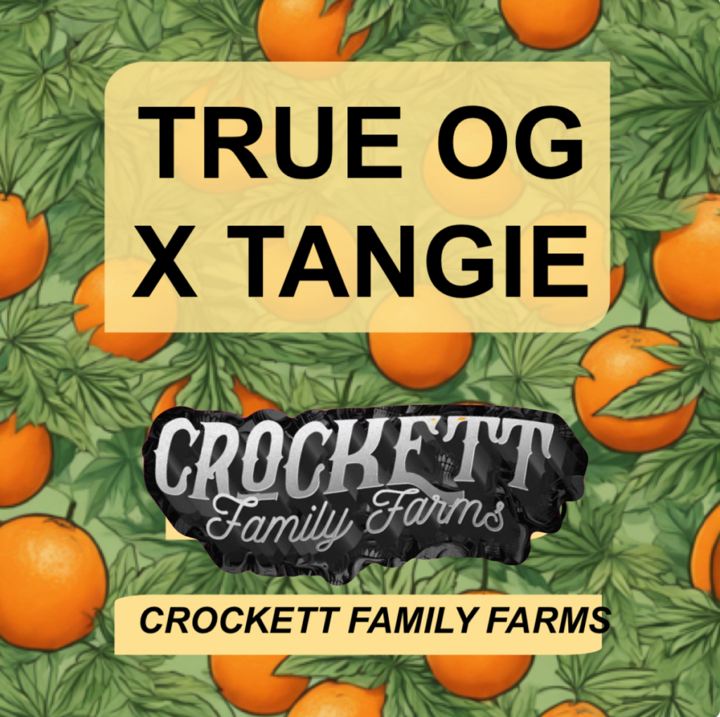 TRUE OG X TANGIE - CROCKETT FAMILY FARMS